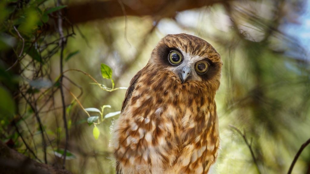 Boobook Owl - ABC News