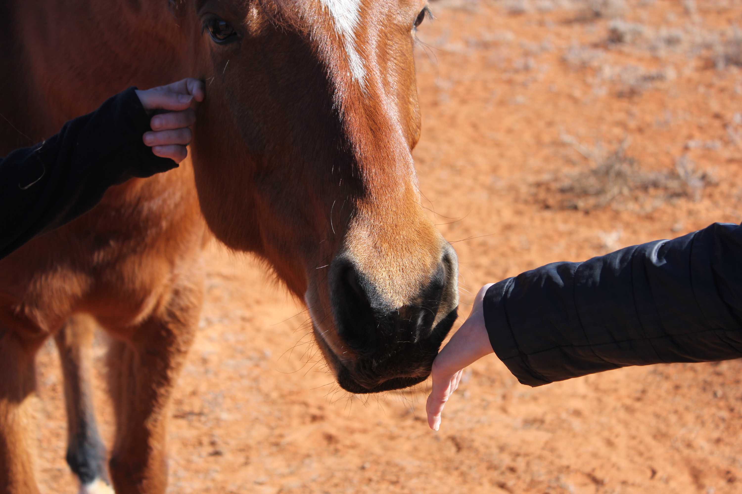 Sydney university students pat horses in the outback to develop skills ...