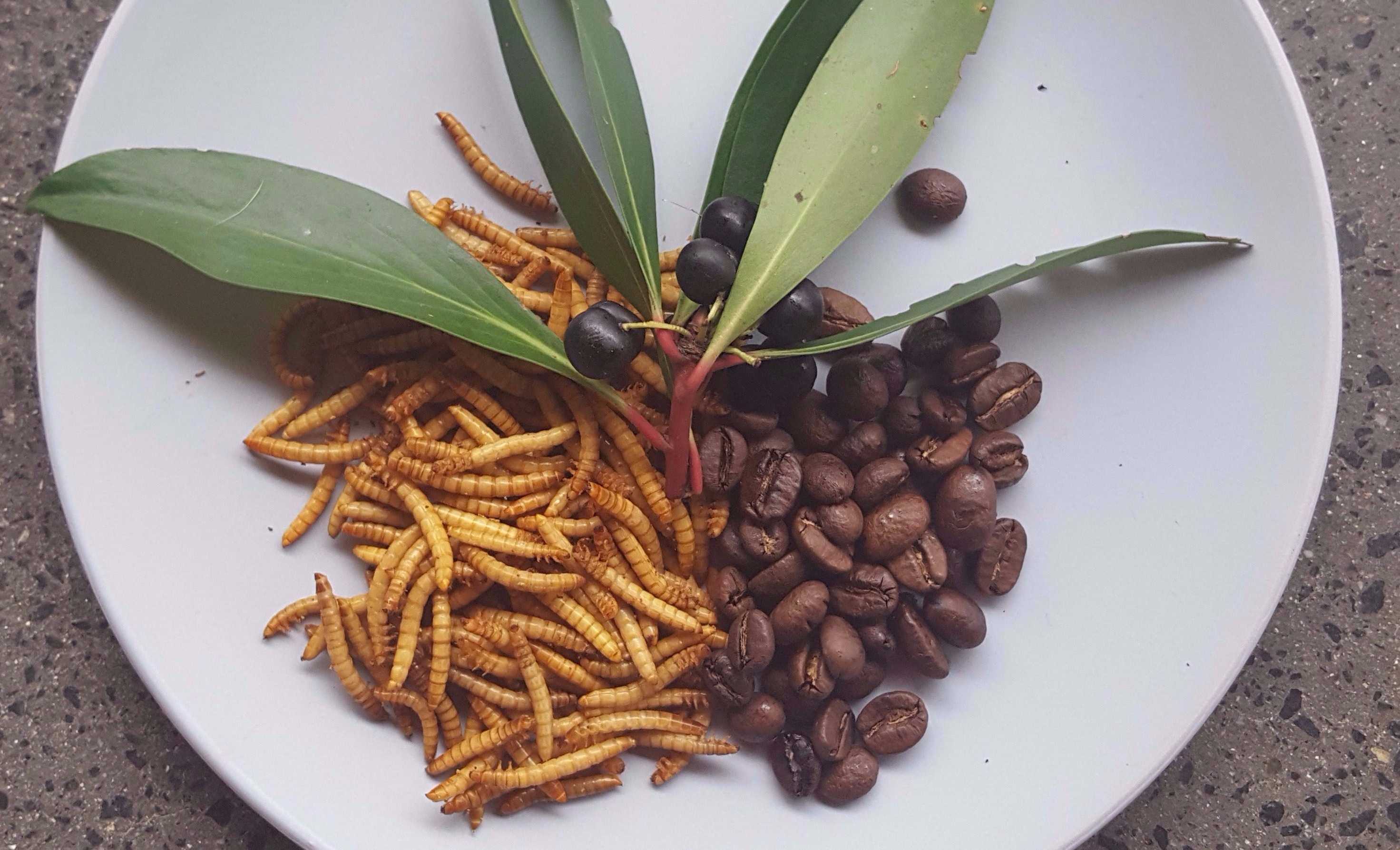 Future foods: Insects? - ABC listen