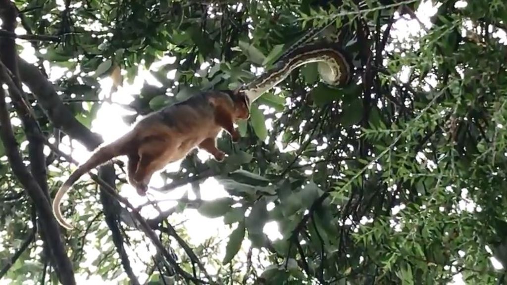 'Monty Python' grabs possum by the head, devours it in viral video ...