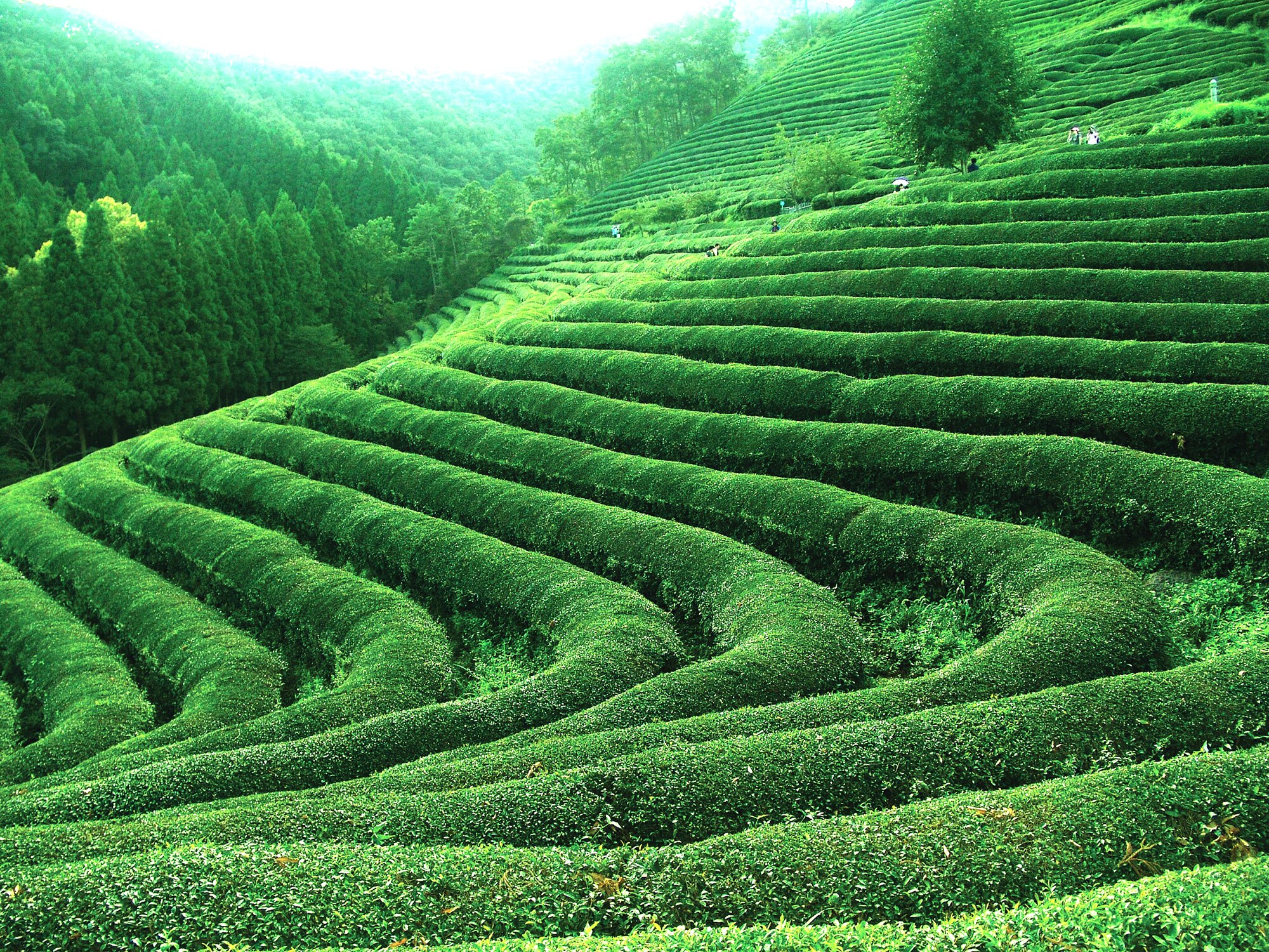 Australia's hospitality industry needs better training on tea, experts ...