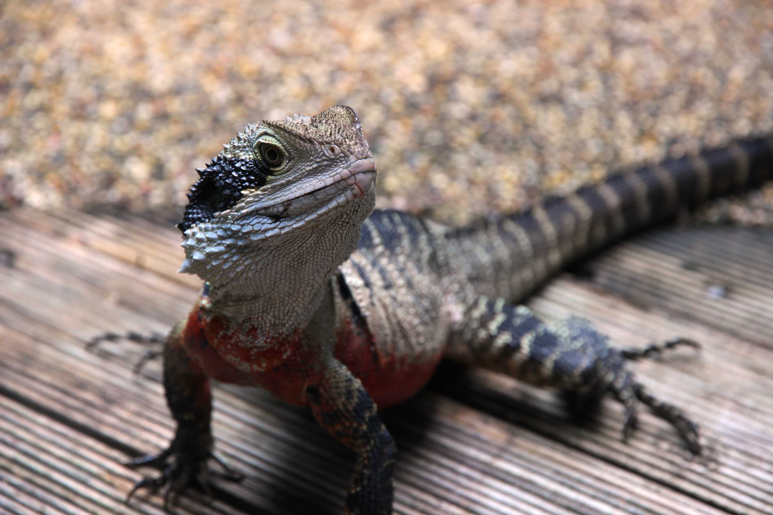 Suburban pool conversion provides a home for eastern water dragons ...