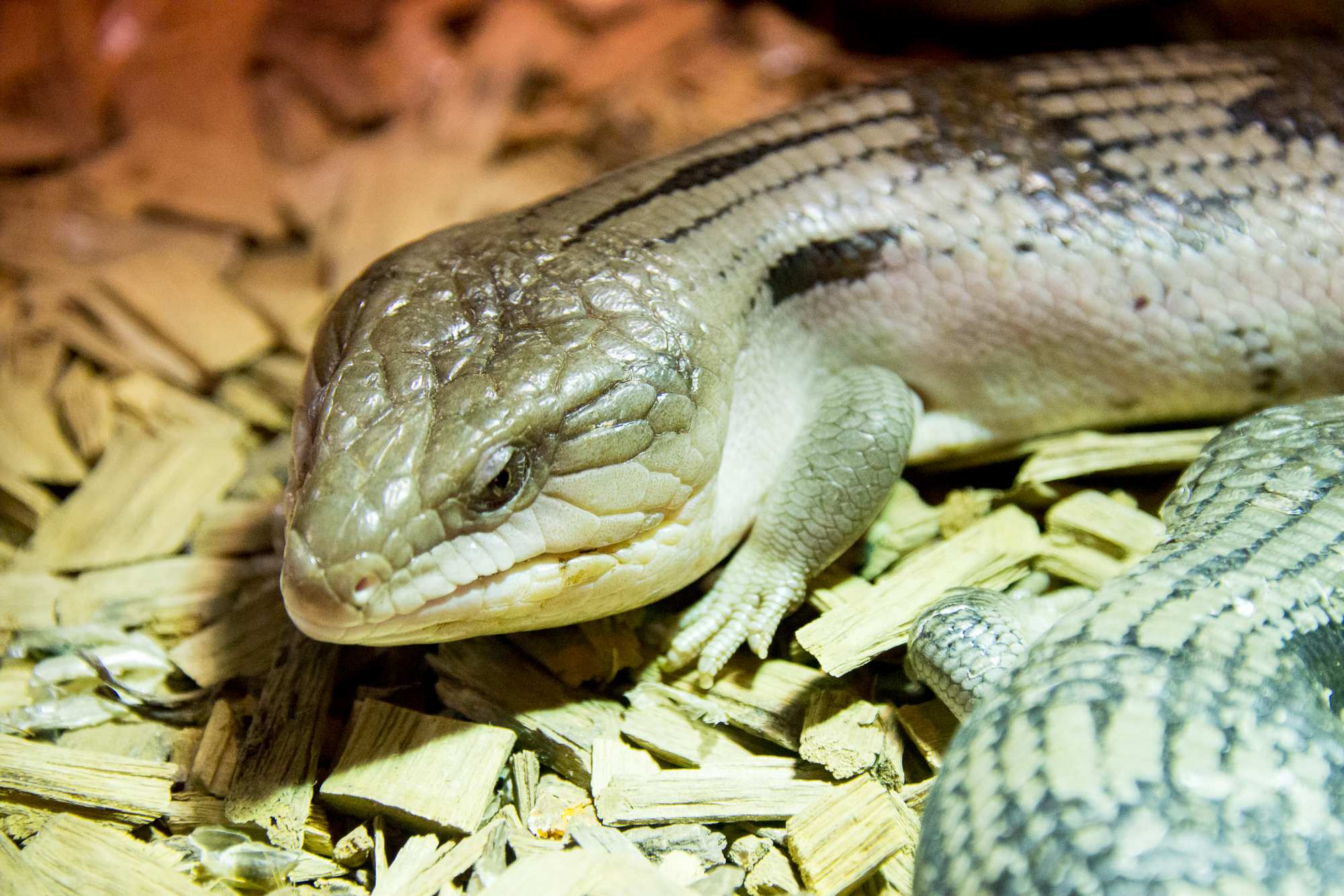 How one man's passion for lizards and snakes grew into Canberra Reptile ...
