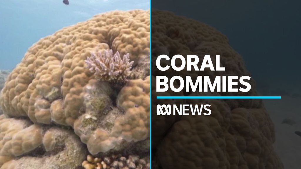 Researchers hope coral fossils hold secrets to battle climate change ...