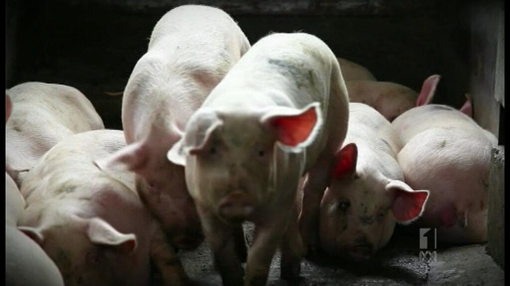 Five charged over pig cruelty controversy - ABC News