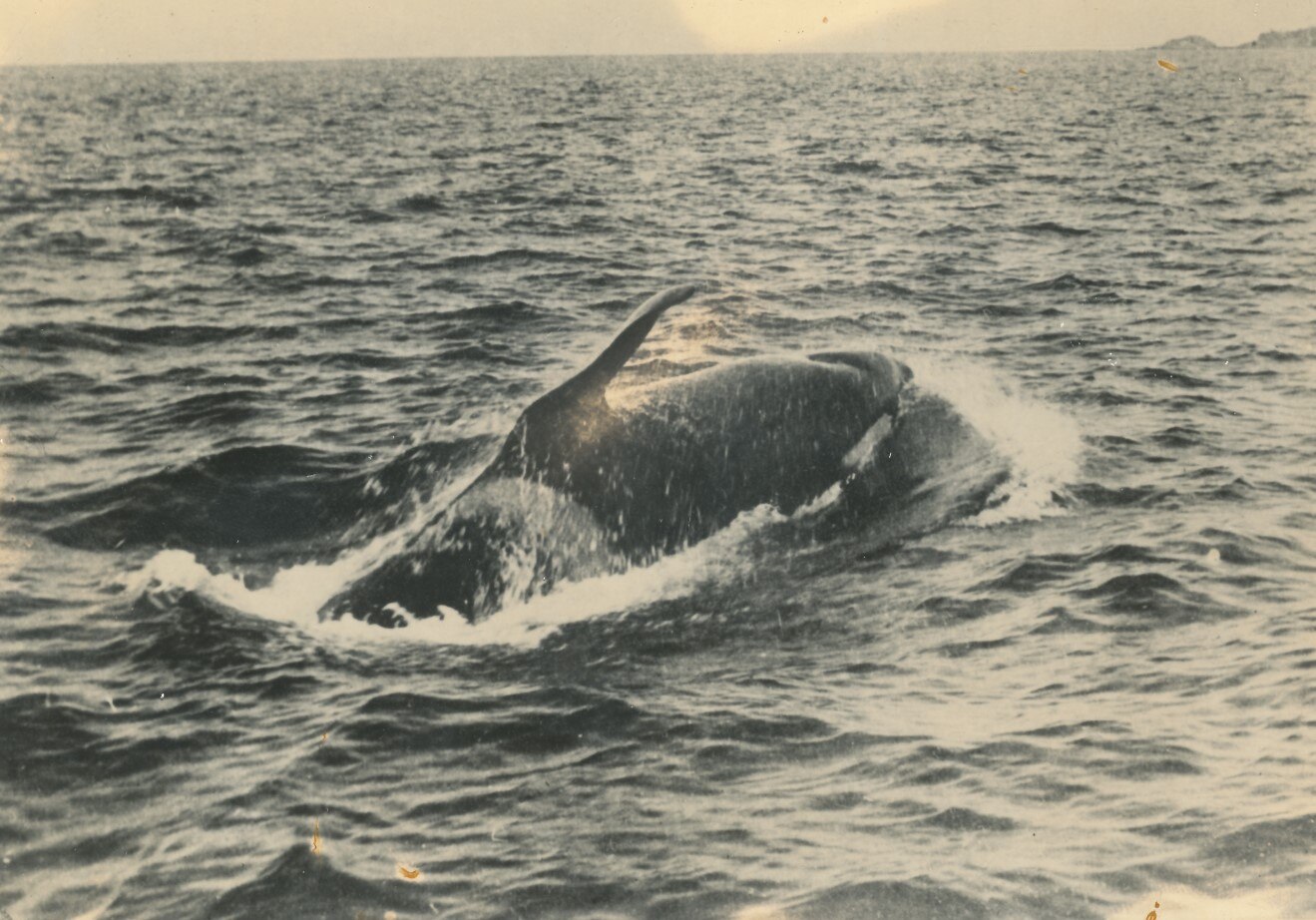 DNA research reveals a twist in the legendary tale of Eden's killer ...