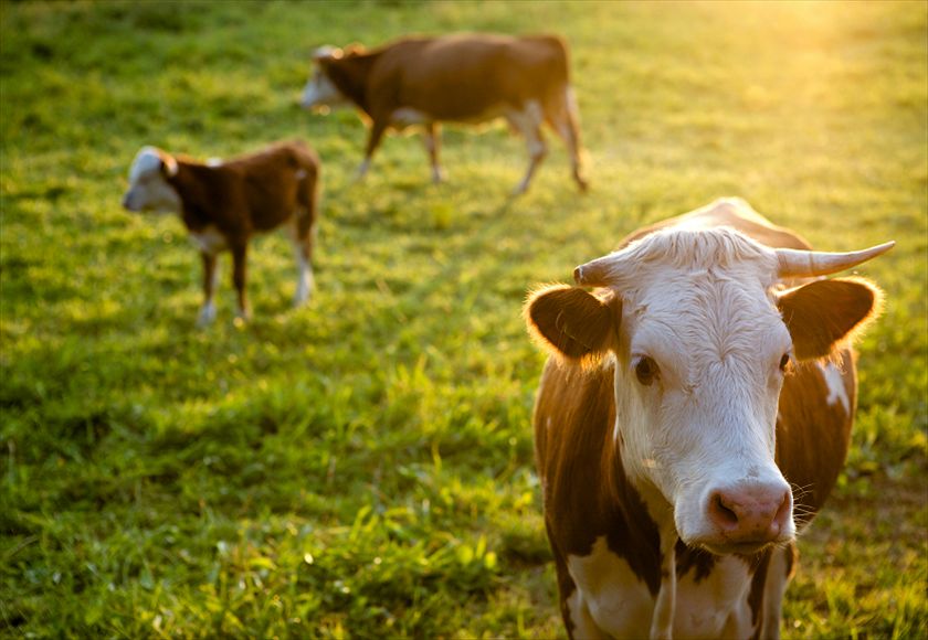 Clover boom takes its toll on cattle - ABC News