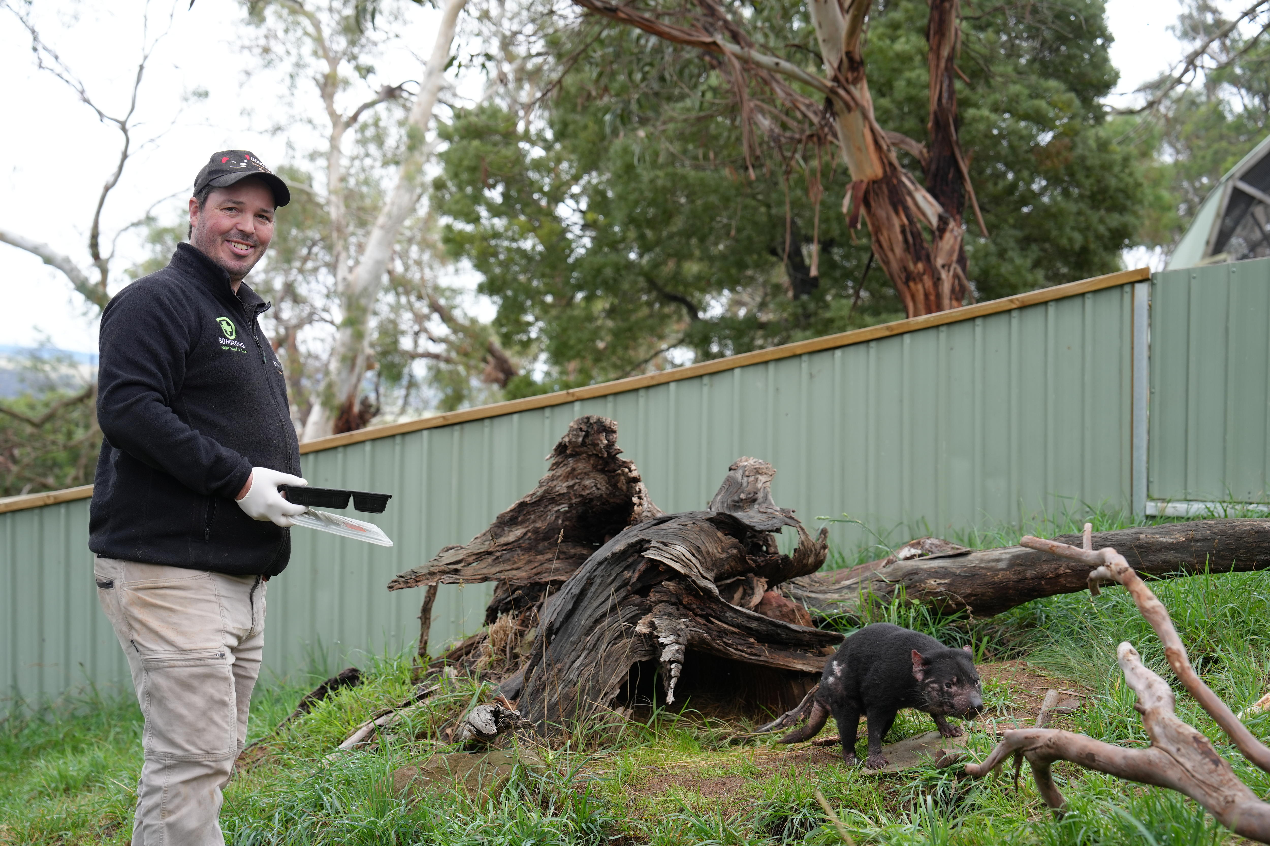 Missing Tasmanian devil will likely survive, as Gold Coast search spans ...