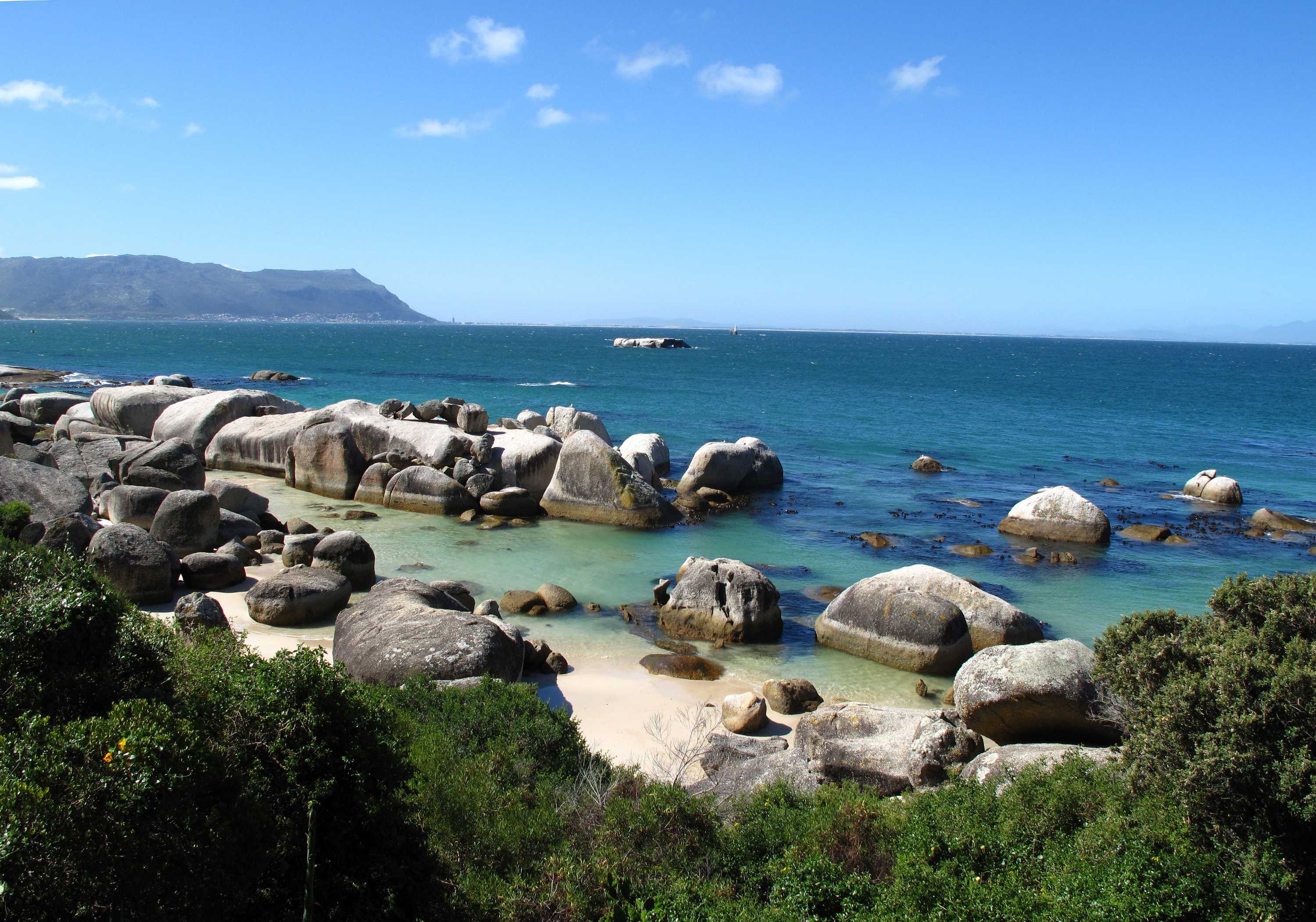 False Bay's great white sharks have vanished, and the answer may be in ...