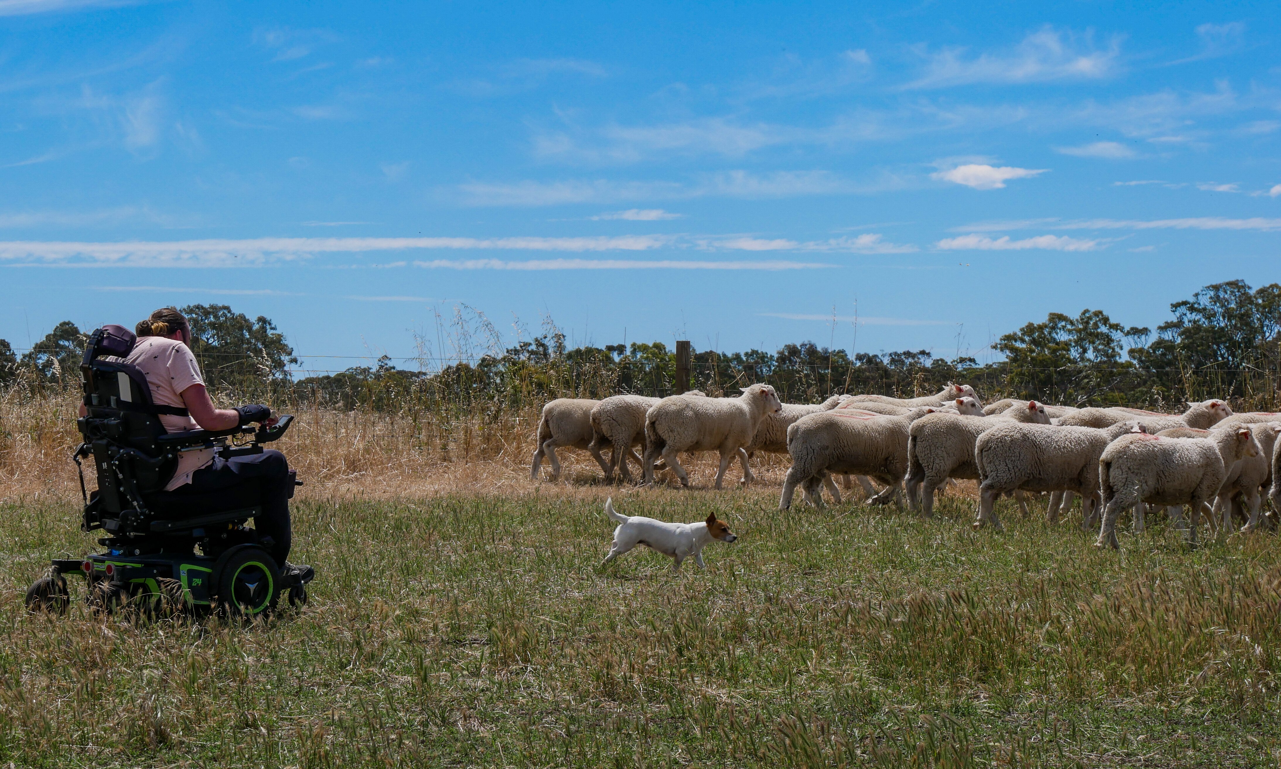 Bordertown sheep farmer Stuart Staude runs his busy property, and new ...