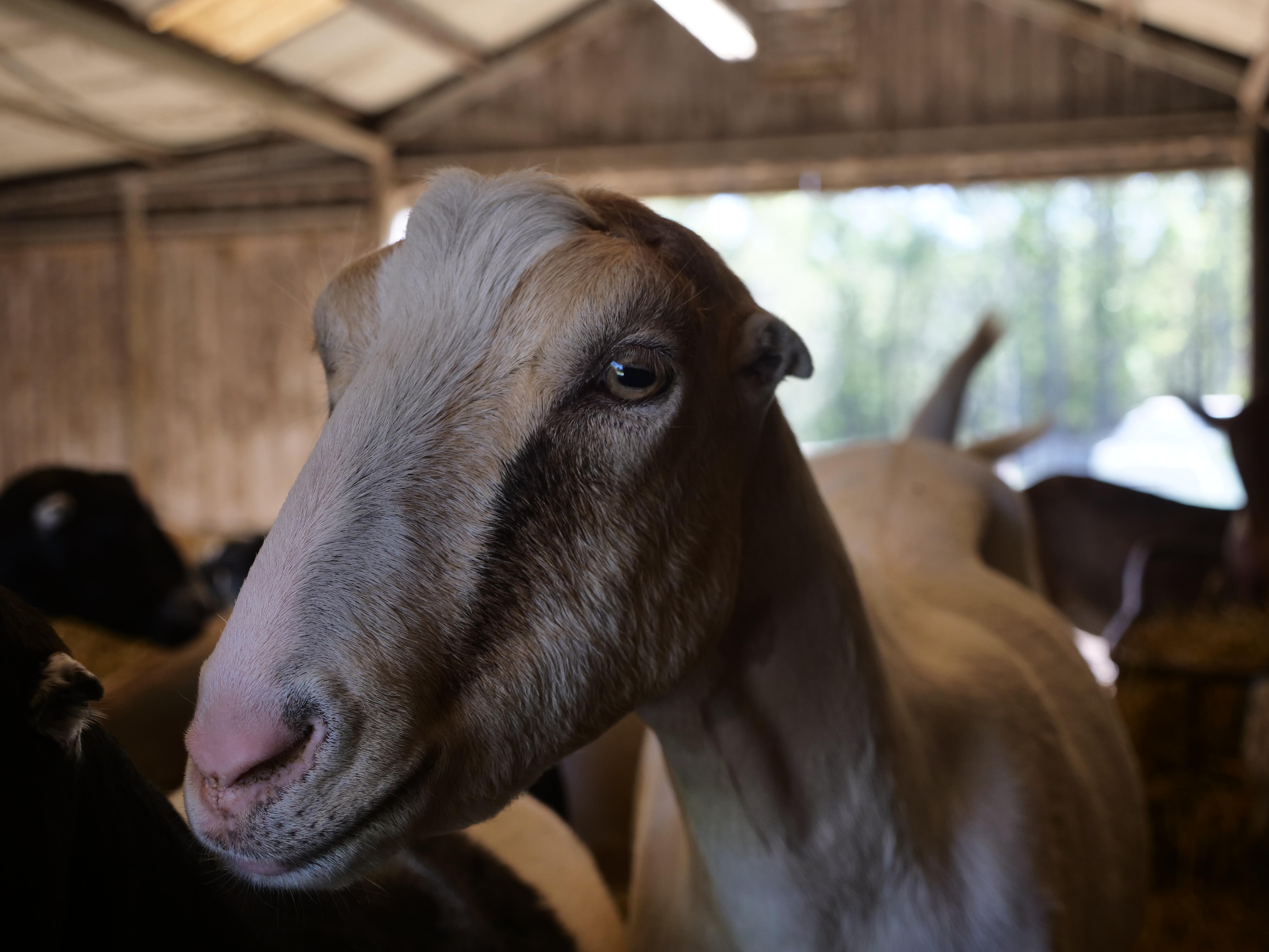 Farmers first and foremost, these gay graziers are breaking stereotypes ...