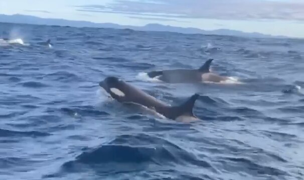Rare Antarctic orcas put on playful show for New South Wales abalone ...