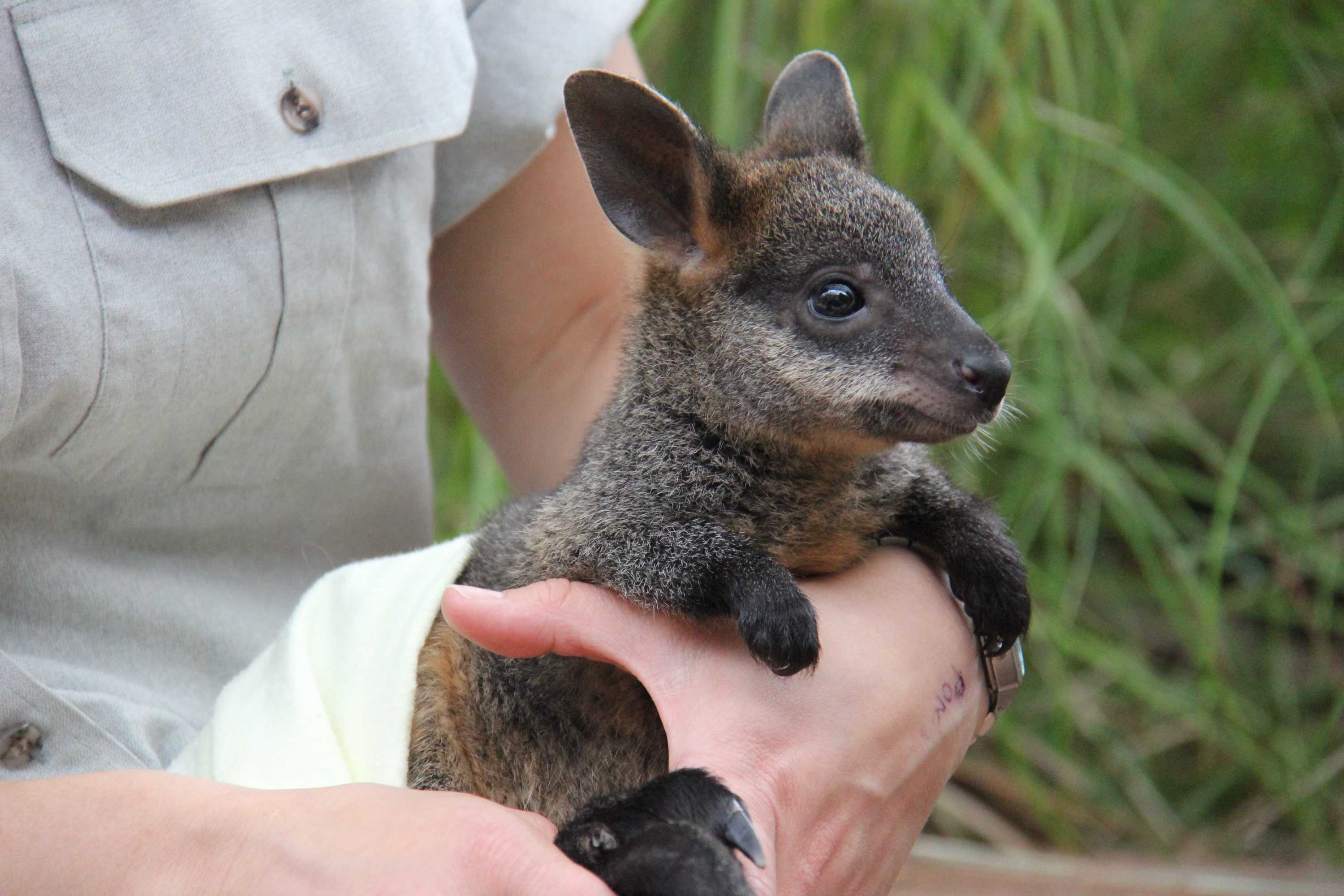 Rescued wallaby joeys to become Taronga Zoo playmates - ABC News