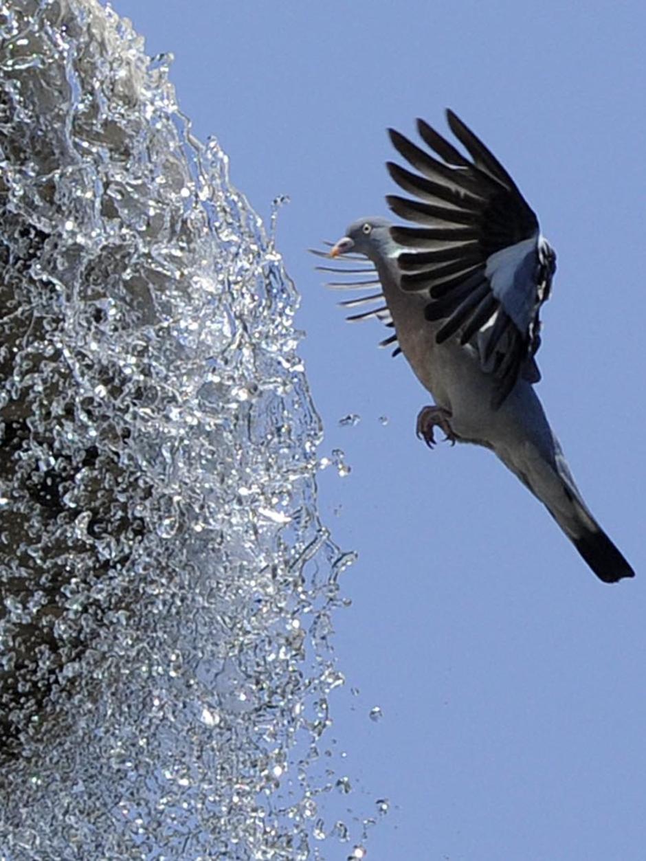 Chief vet fears pigeon virus could mutate - ABC News