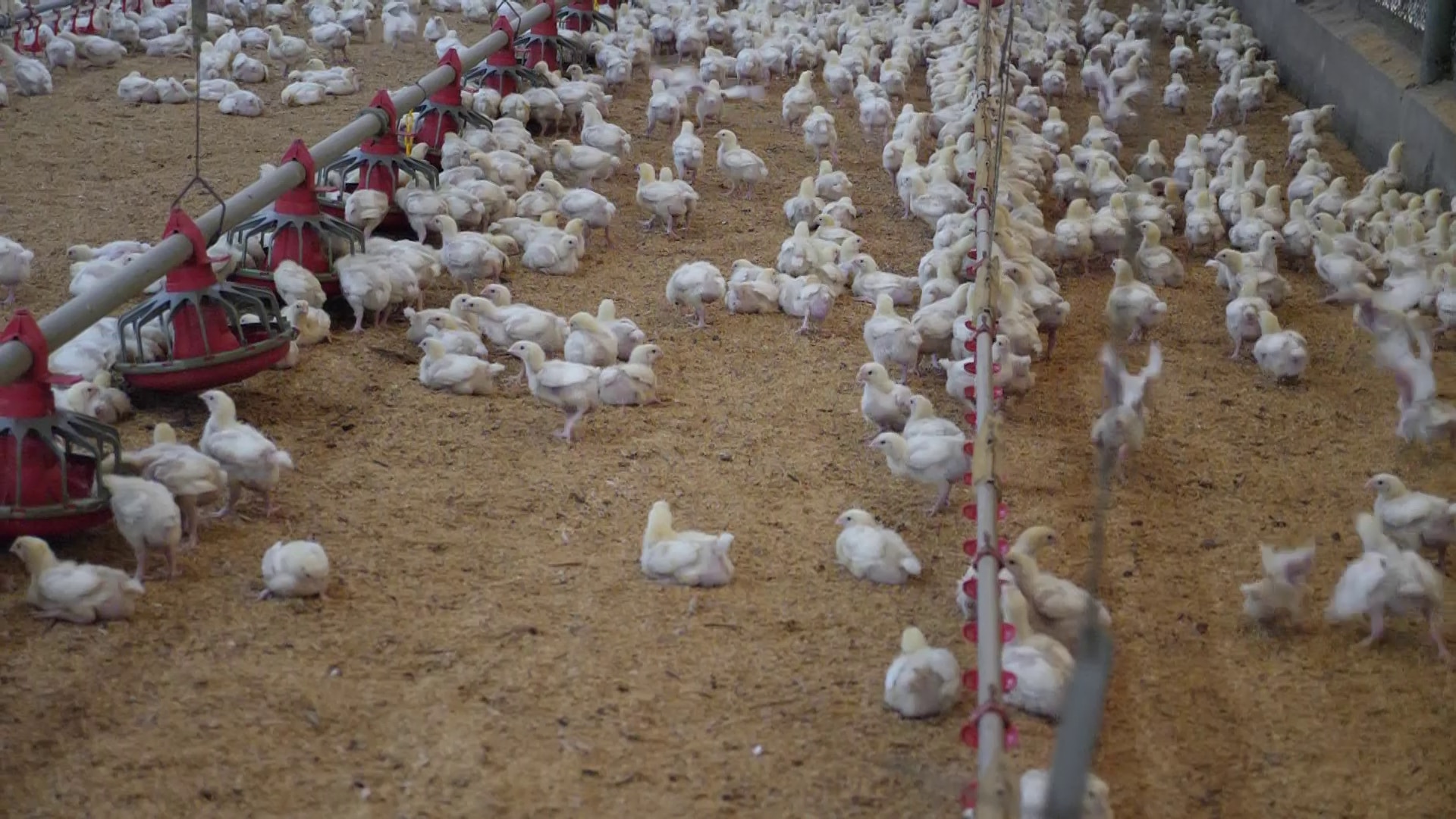 Baby chicks in farm - ABC News