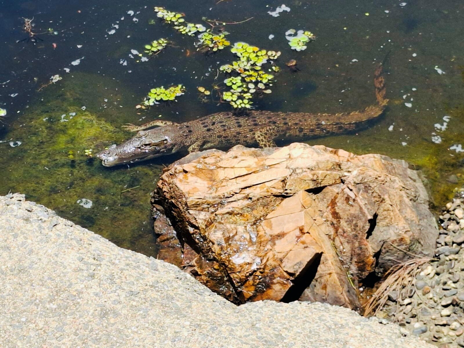 Hazardous crocodiles a popular attraction at North Rockhampton golf ...
