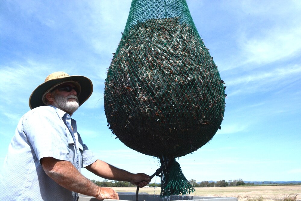 Central Queensland prawn farm begins expansion to meet growing demand ...