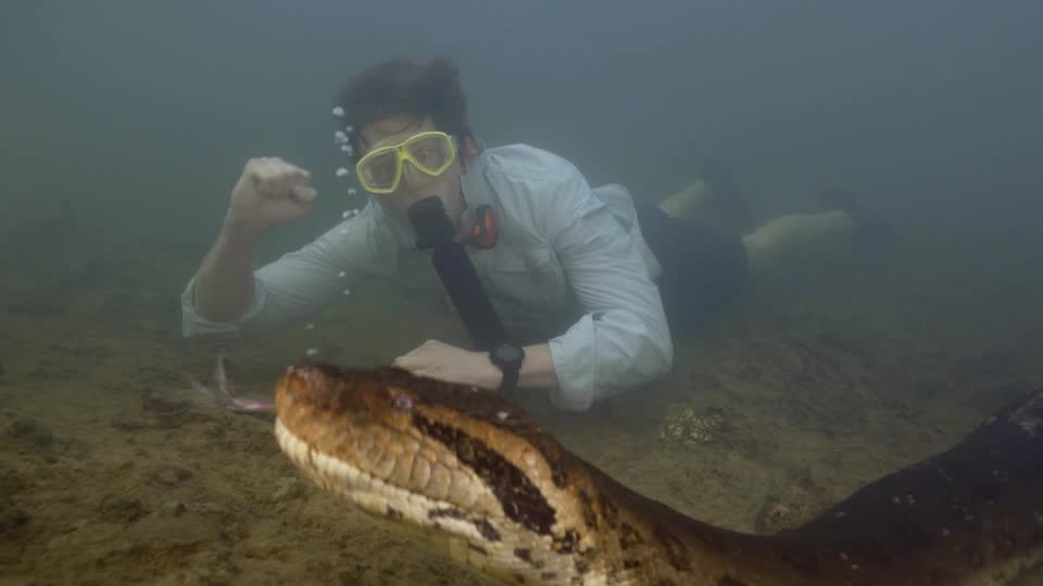 Researchers discover new species of Amazon anaconda, the world's ...