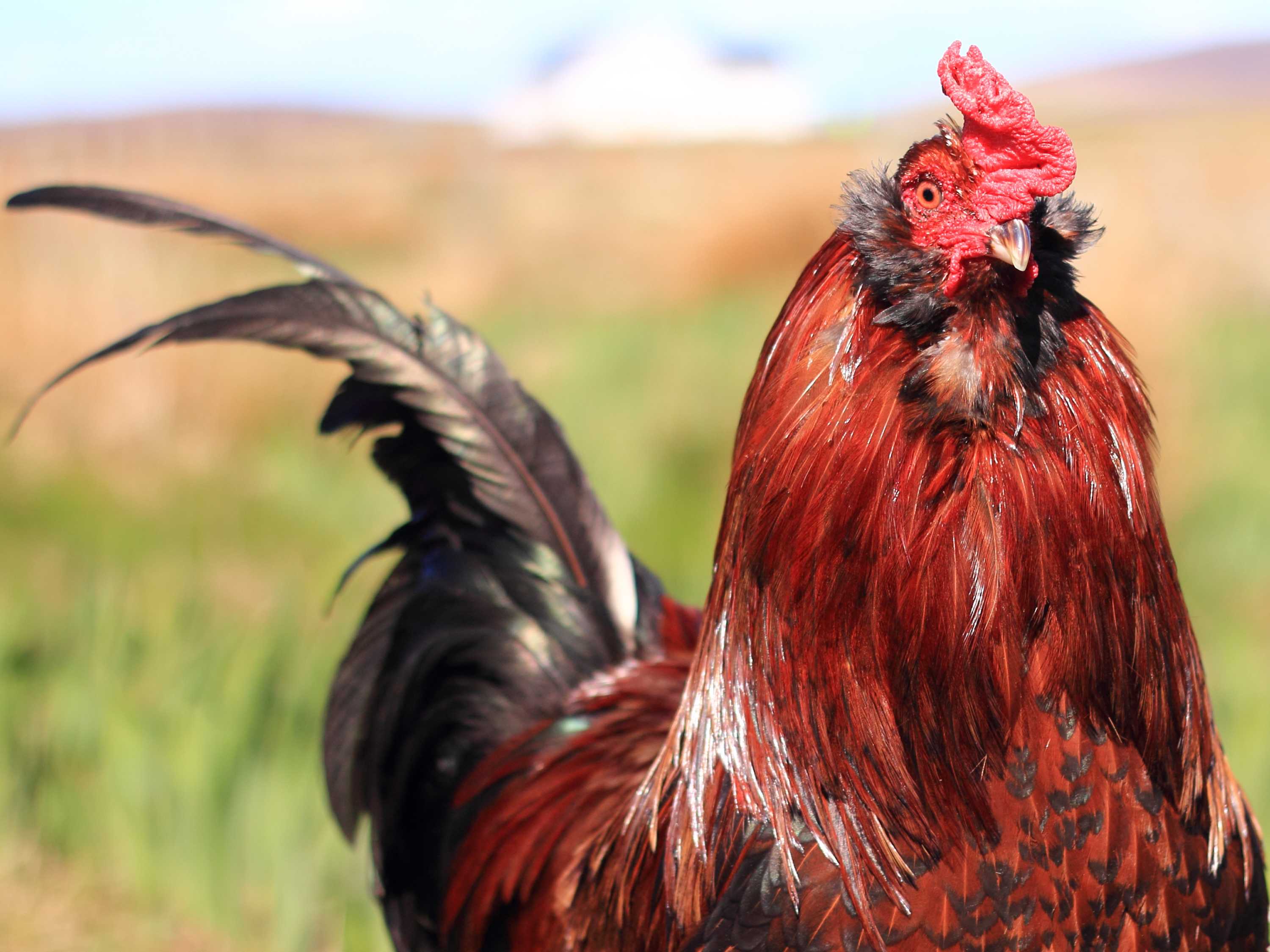 Lost chook, last seen Broome bank - ABC listen