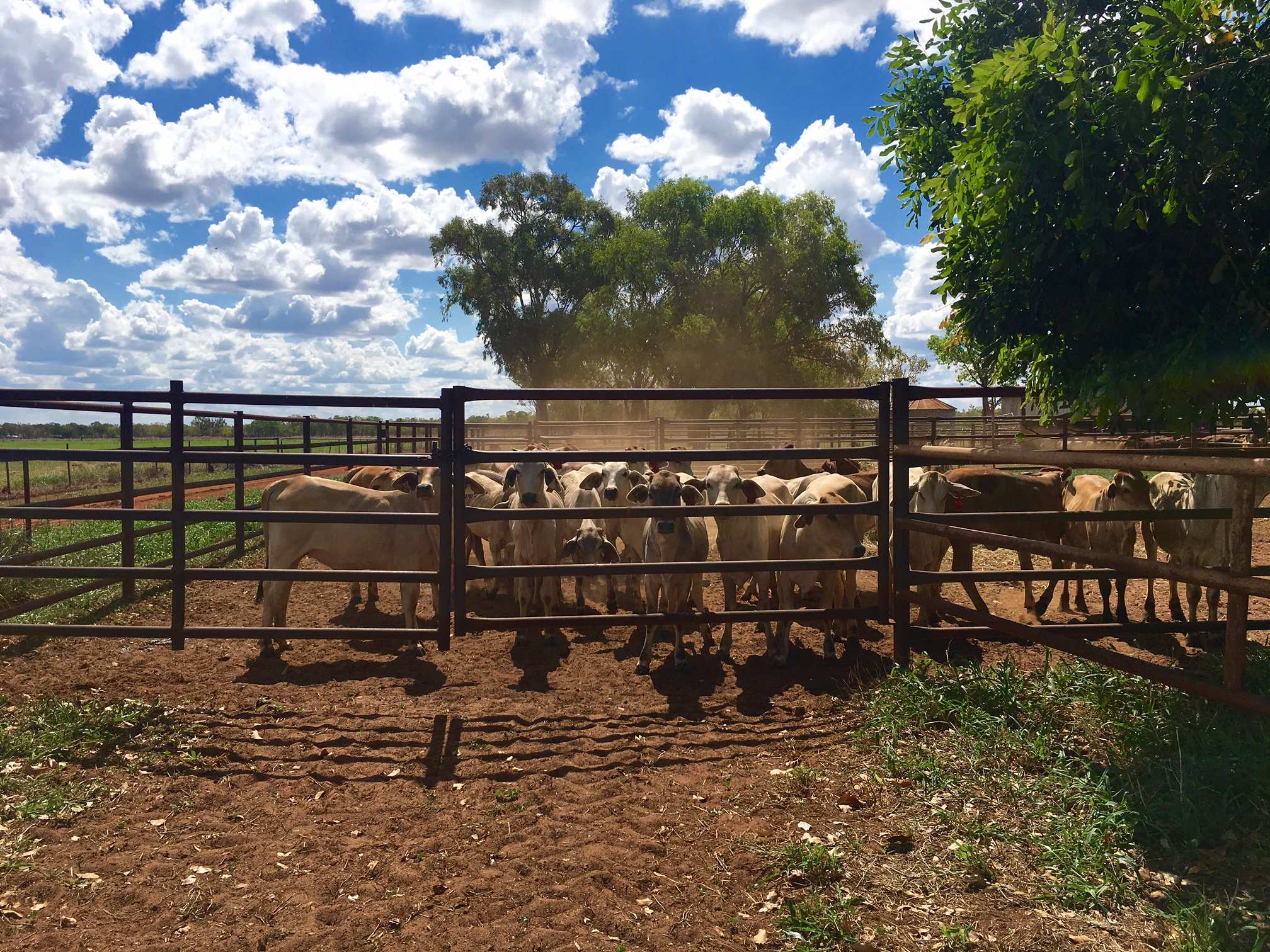 NT study trials the feasibility of single '5 in 1' shot to prevent ...