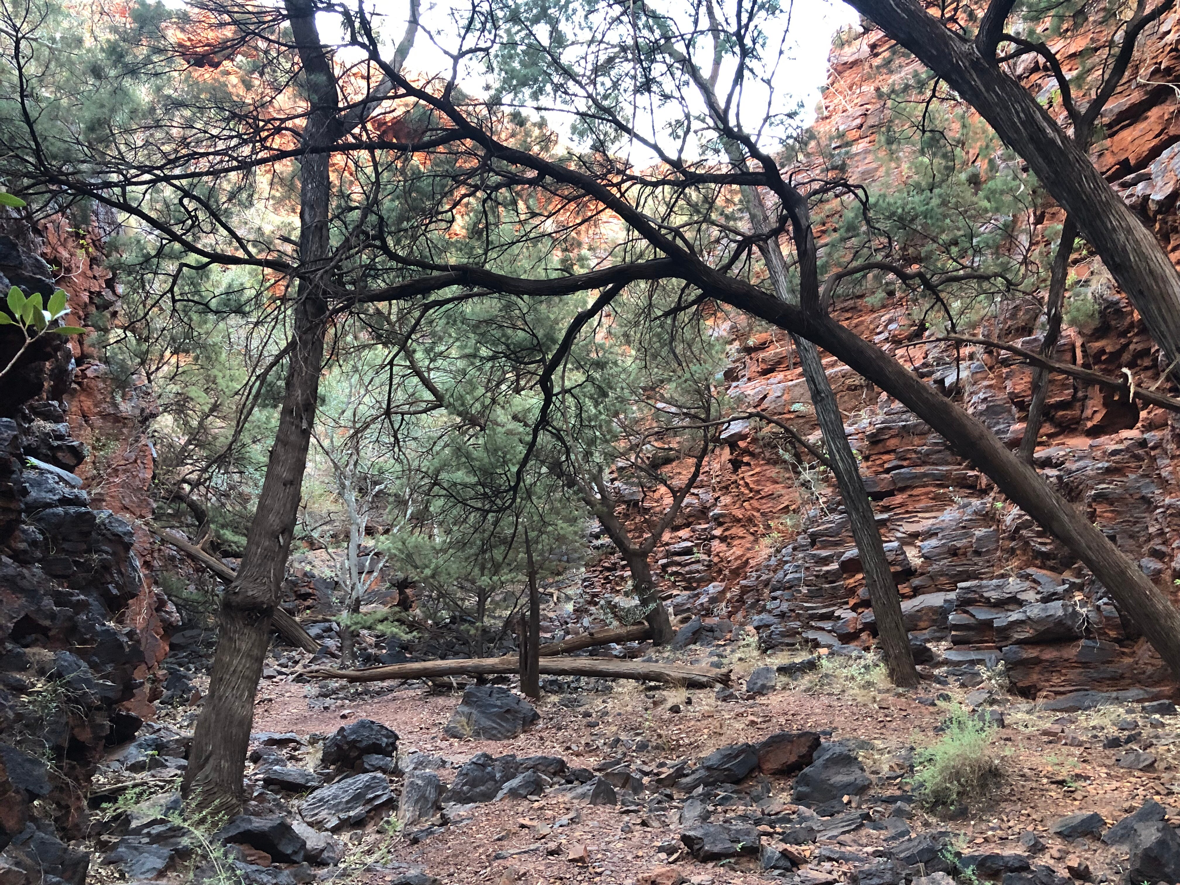 Dingo monitoring ramped up after fatal attack on poodle at WA campsite ...