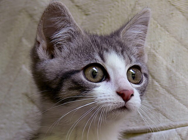 Turns out, cats DO like people - ABC Melbourne