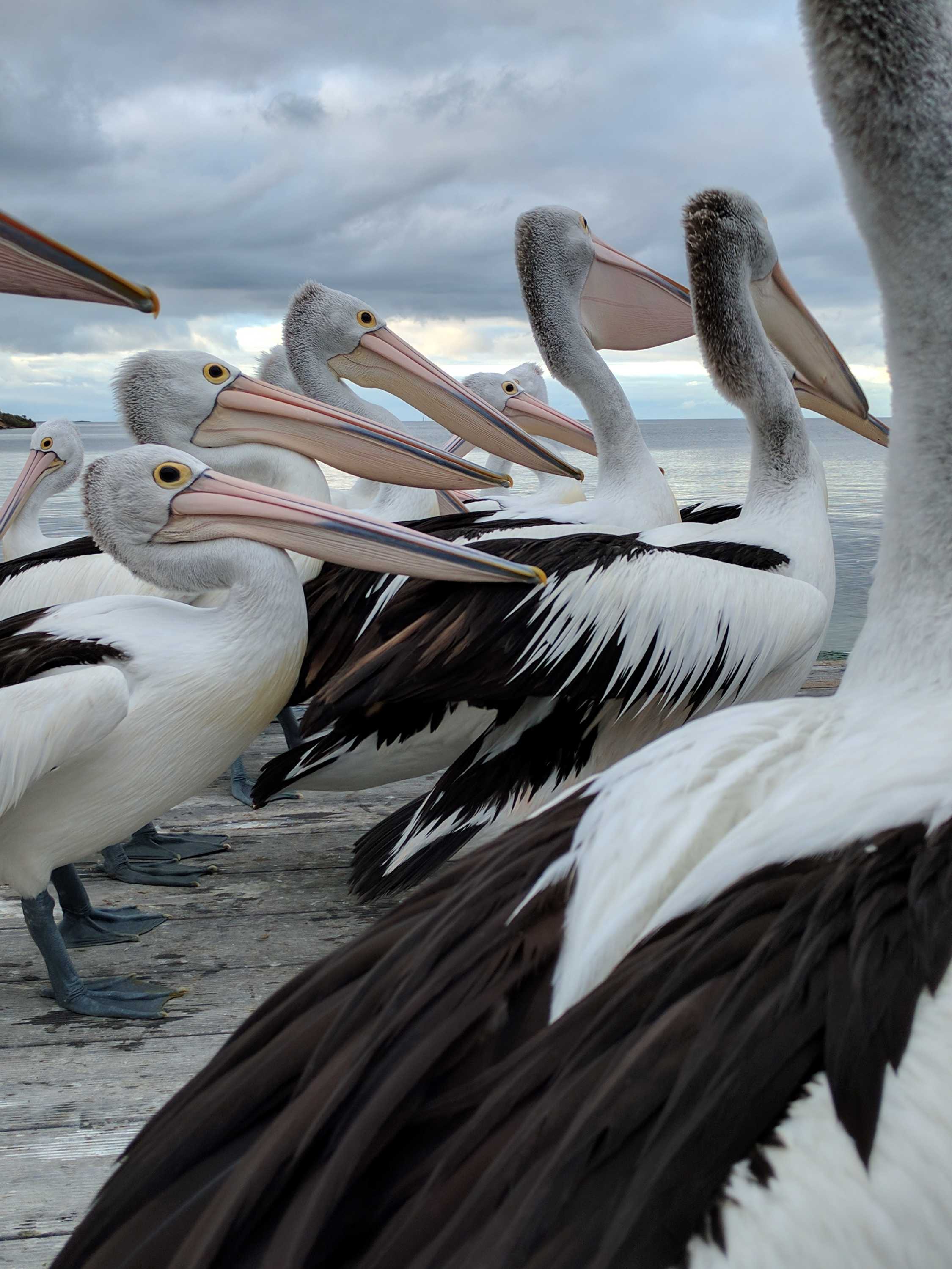 Kangaroo Island's pelican man grounded after 23 years of bird feeding ...