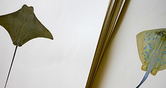 This Australian scientist drew every ray in the world - ABC News