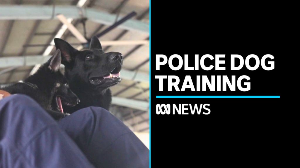 NT Police Force welcome Axe and Jax to the squad - ABC News