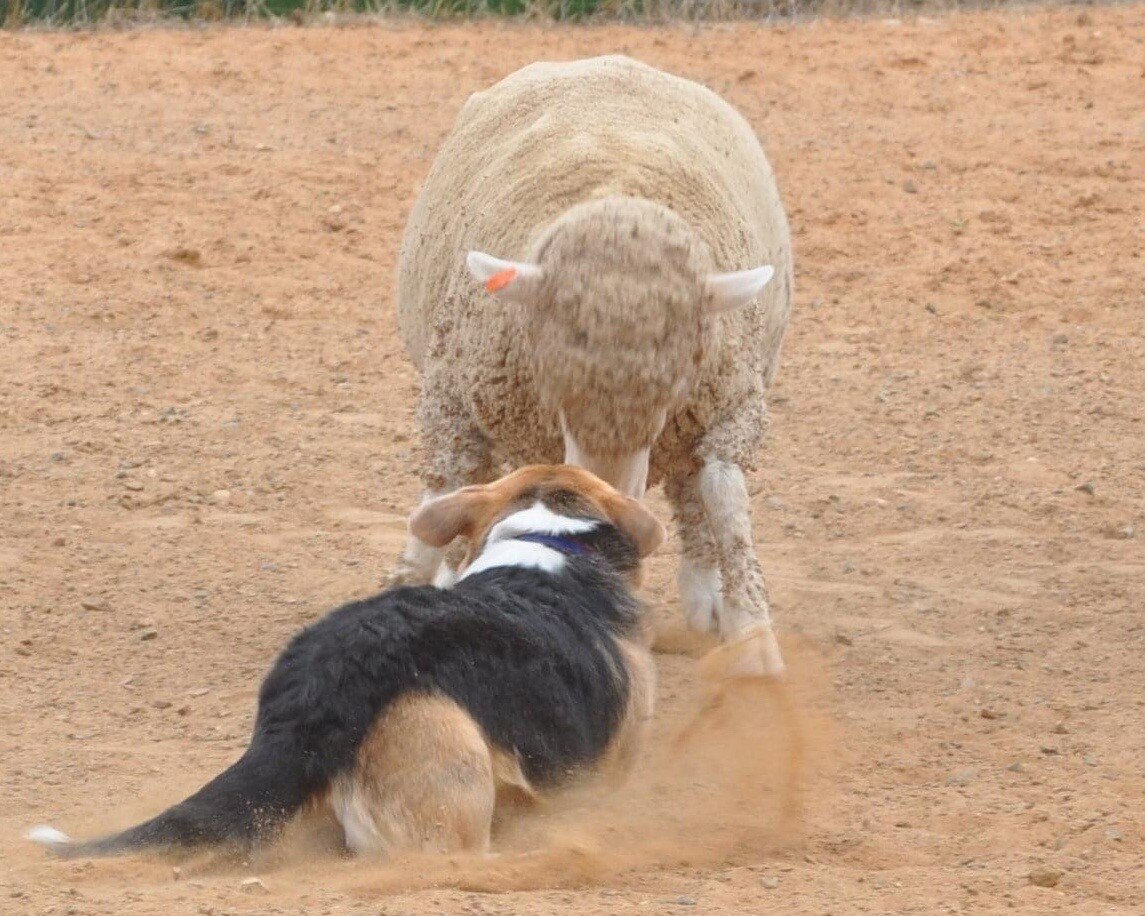 Corgis bred for herding livestock long before Queen Elizabeth II made ...