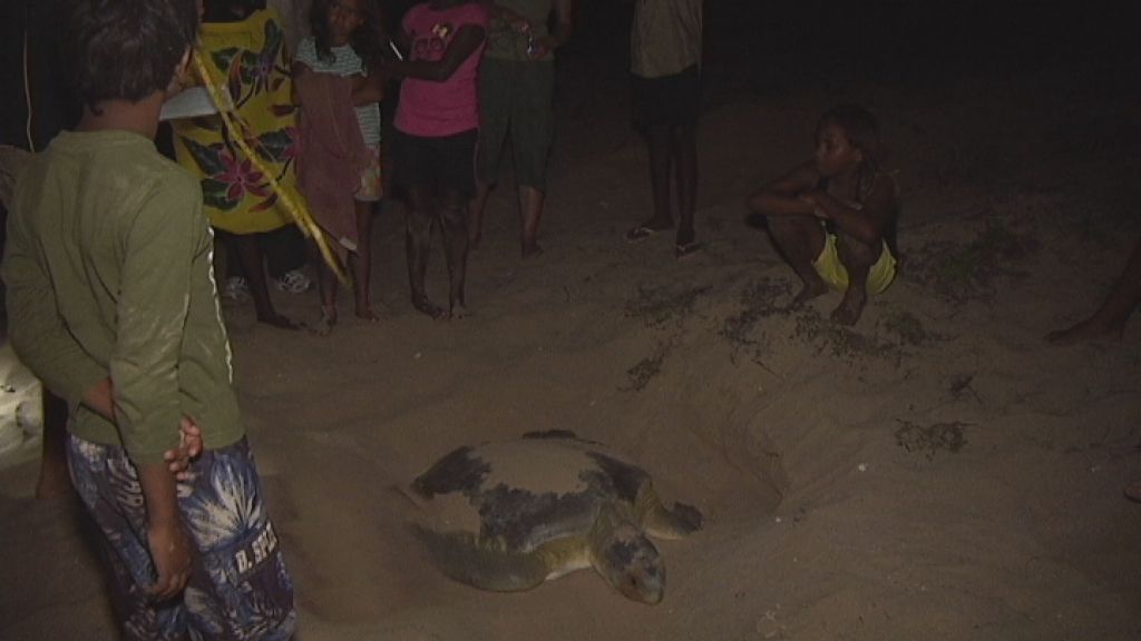 Turtle camp - ABC News
