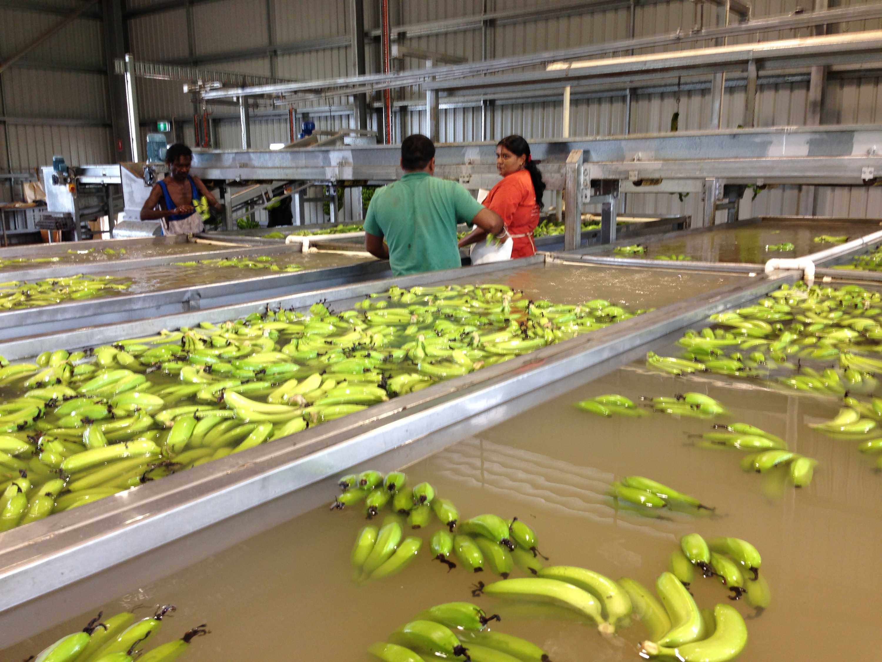Big bananas: Cape York Indigenous farm ramps up production - ABC News