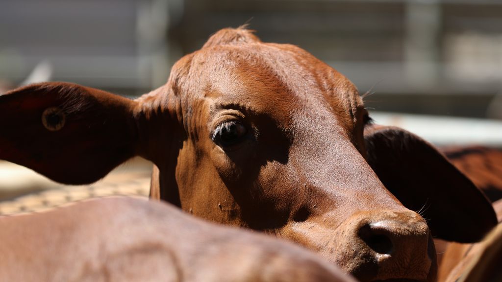 Prison Cattle: The prison cattle project changing lives - ABC News