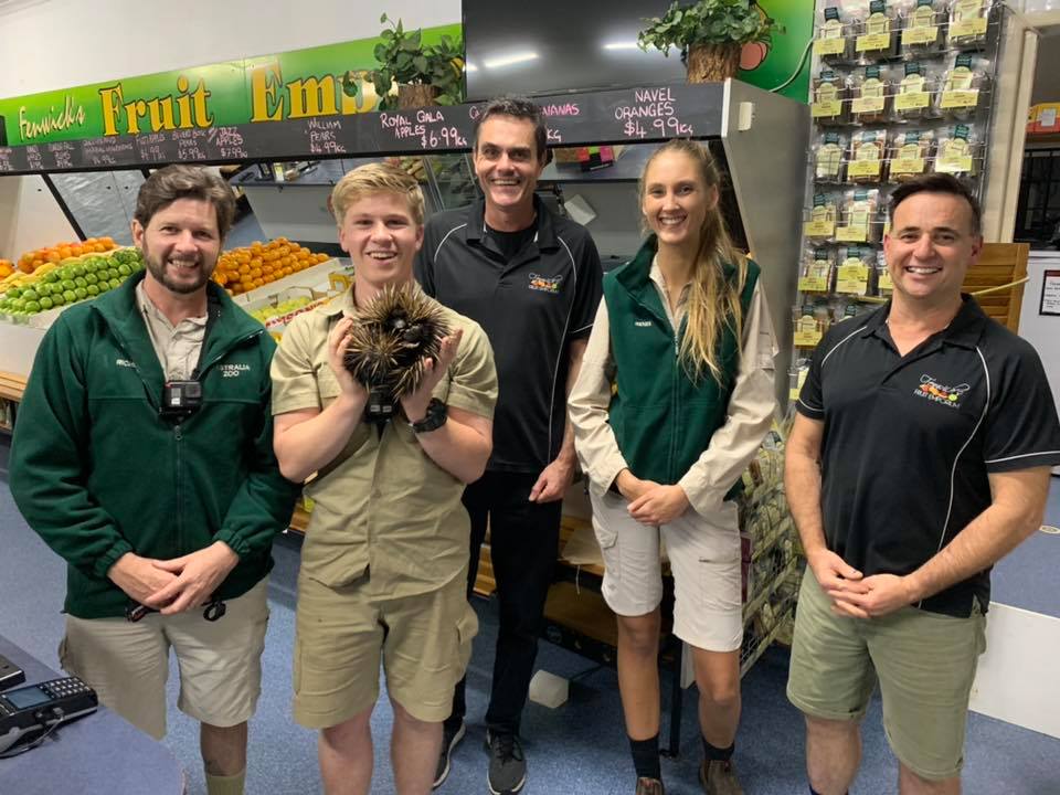 Australia Zoo's Robert Irwin comes to rescue of an echidna that waddles ...