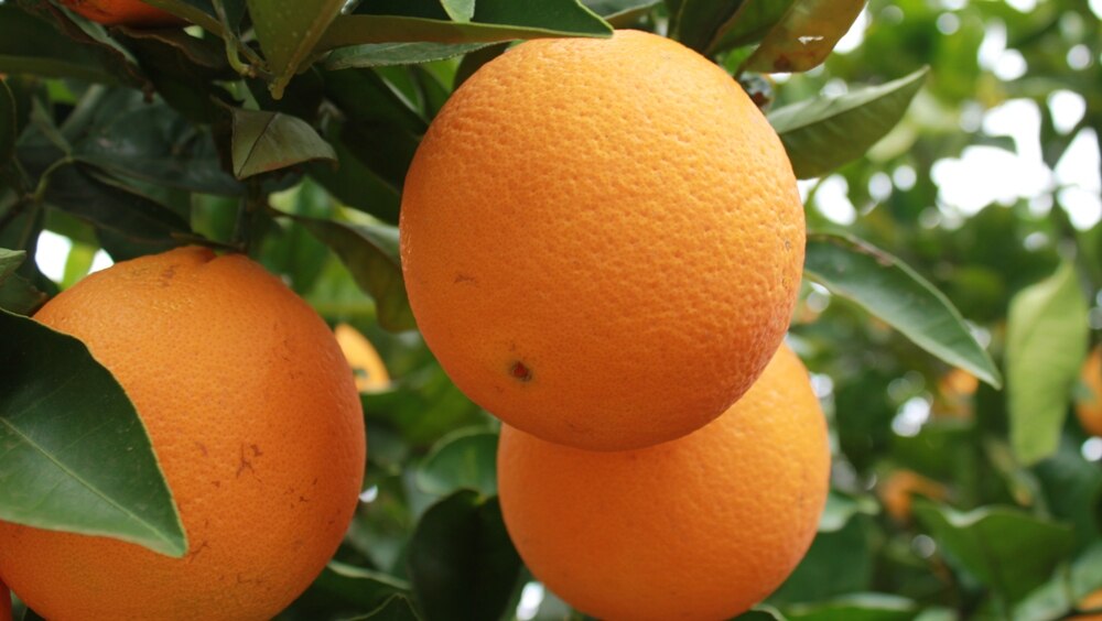 Seven small West Australian citrus farms join together to gain entry to ...