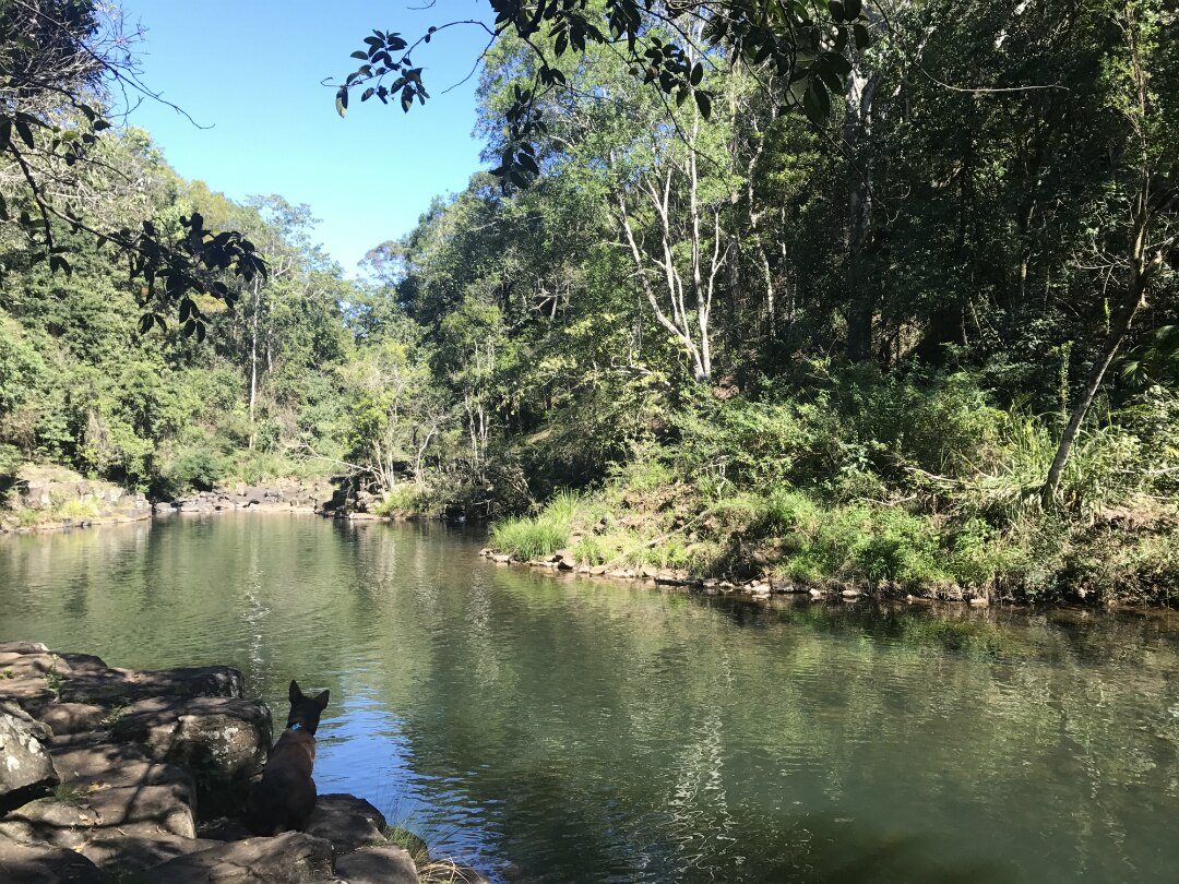Community works together to save vulnerable species on the Blackall ...