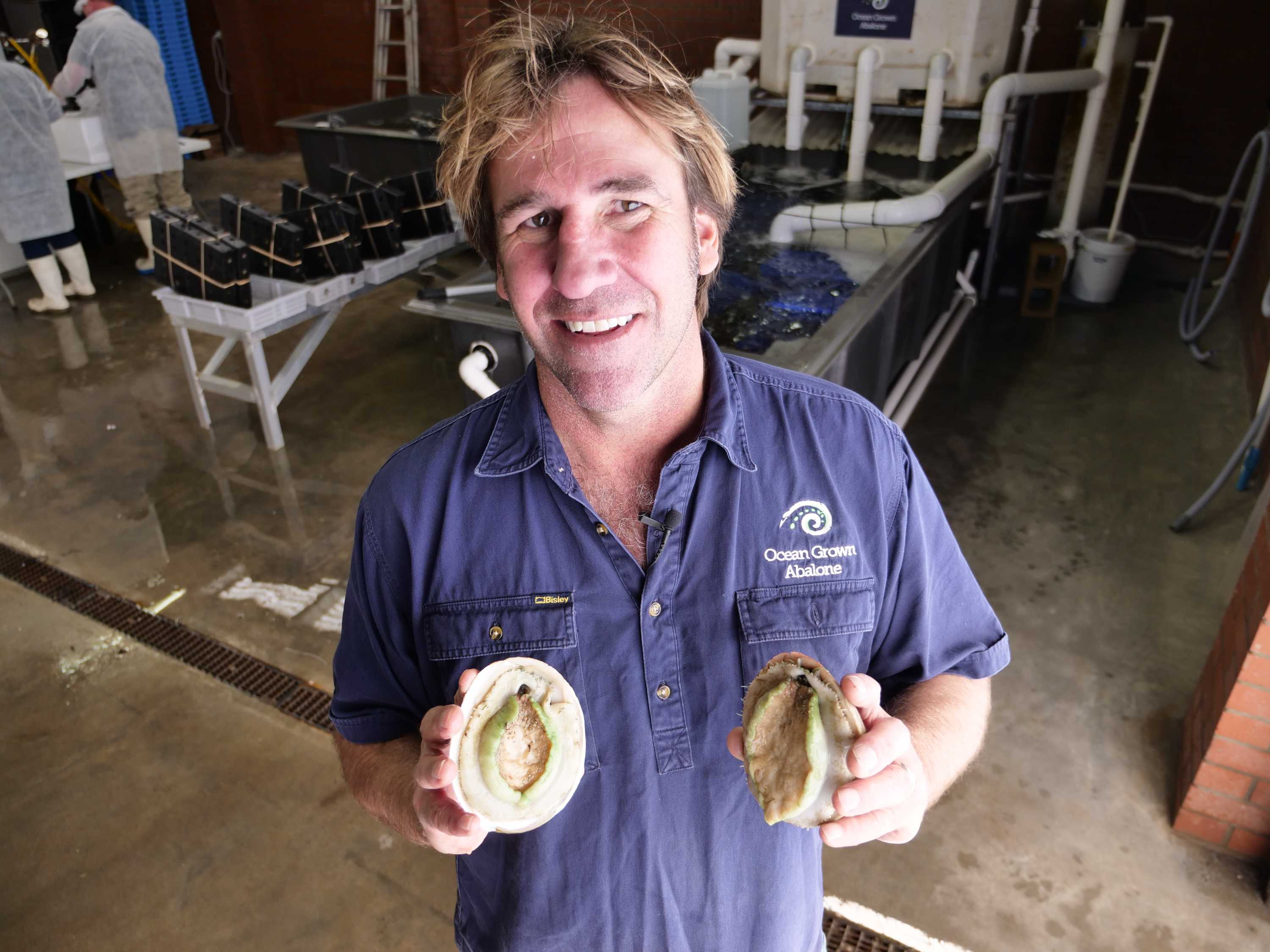 Abalone and other aquaculture industries revitalising WA tourist towns ...