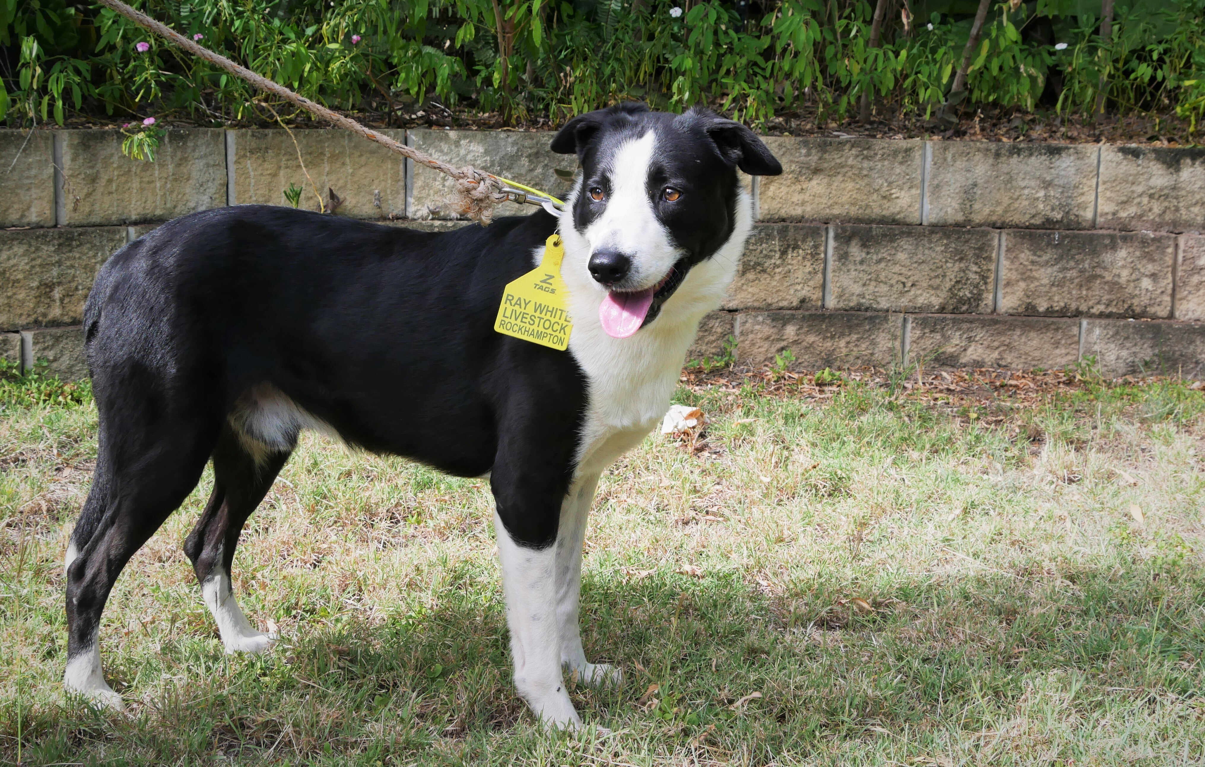 Border collies popular working dogs in Queensland,…