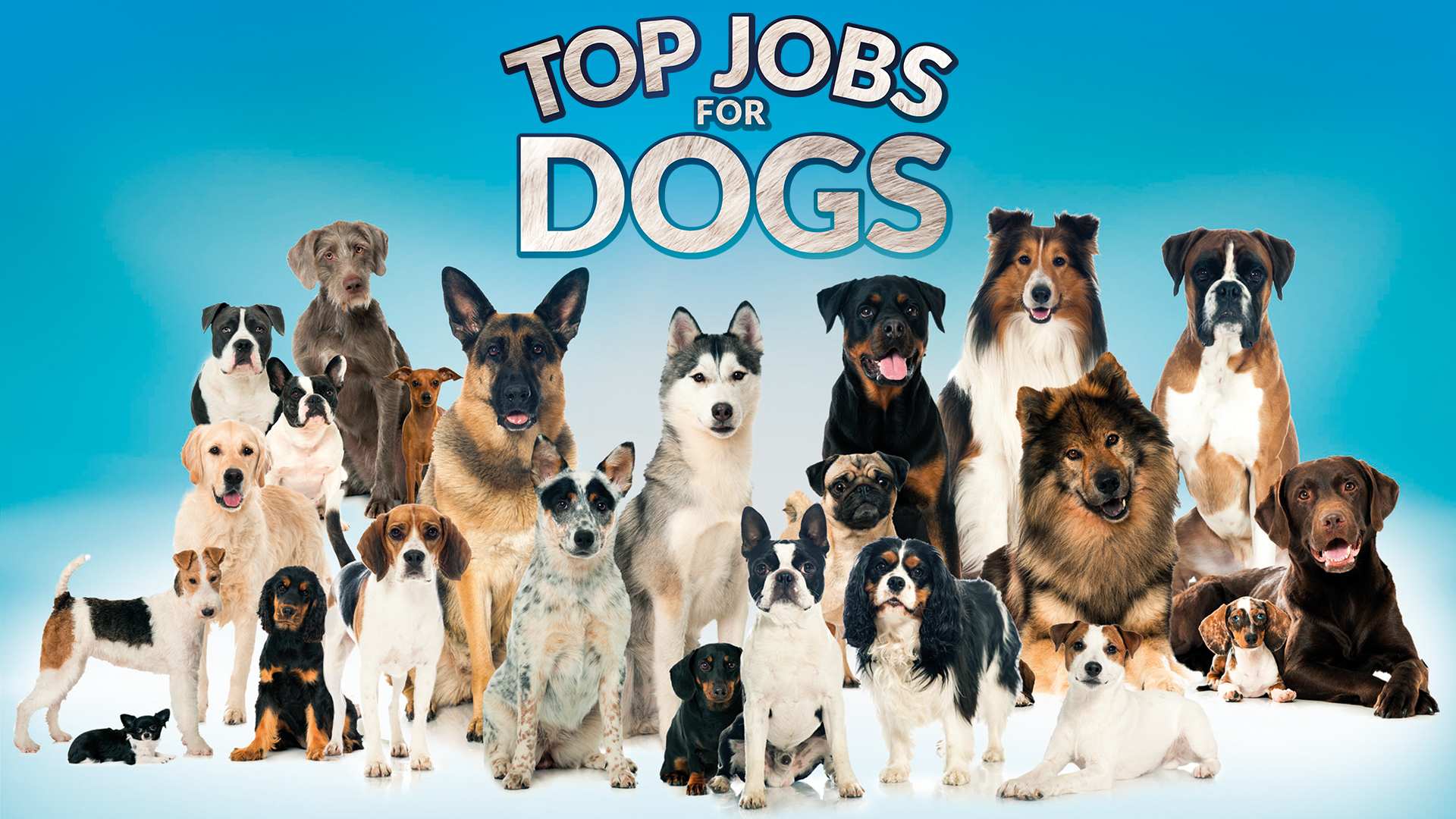 Top Job For Dogs - ABC Content Sales