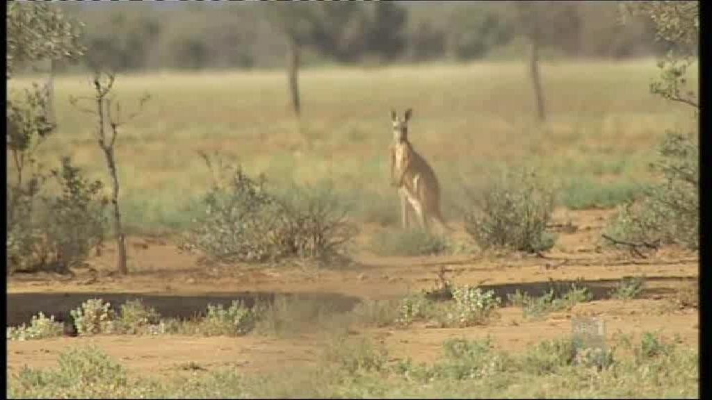 Robin McConchie - ABC News