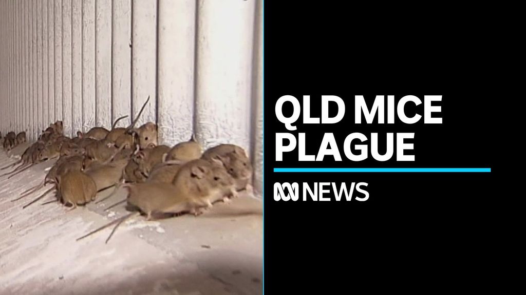 Farmers in Central Queensland fear they are on the cusp of a mouse ...