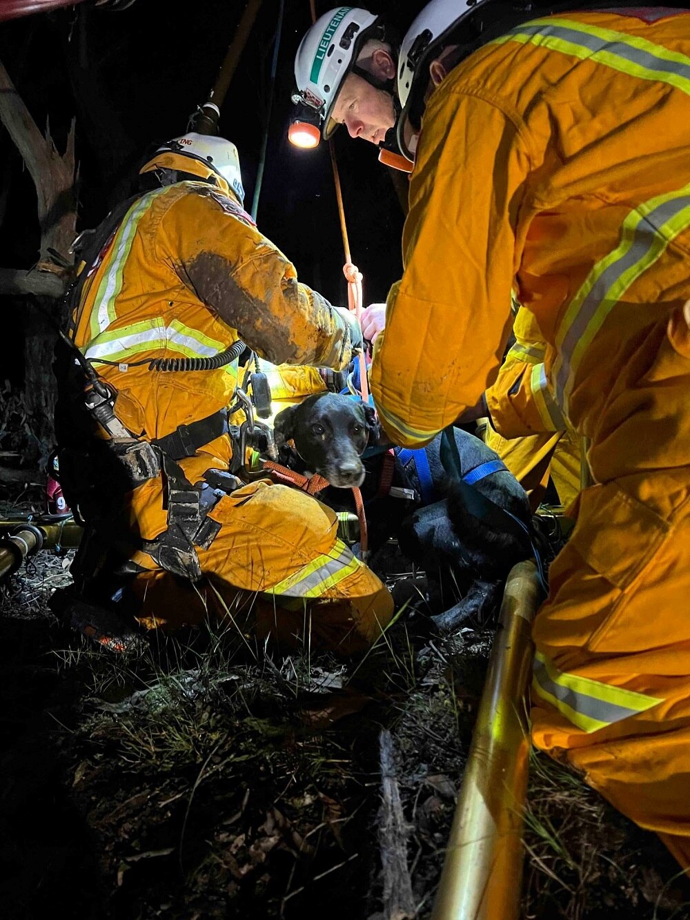 Rescuing dogs and humans stuck down mine shafts - ABC listen