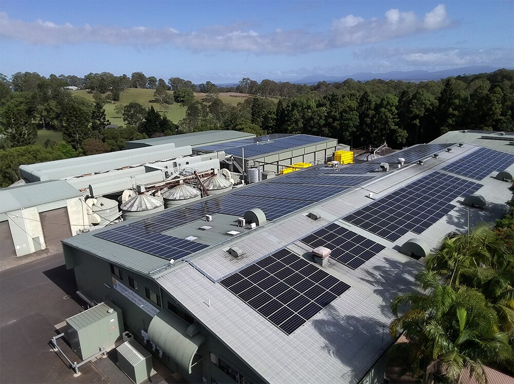 World's largest macadamia processor switches to solar power, boosting ...