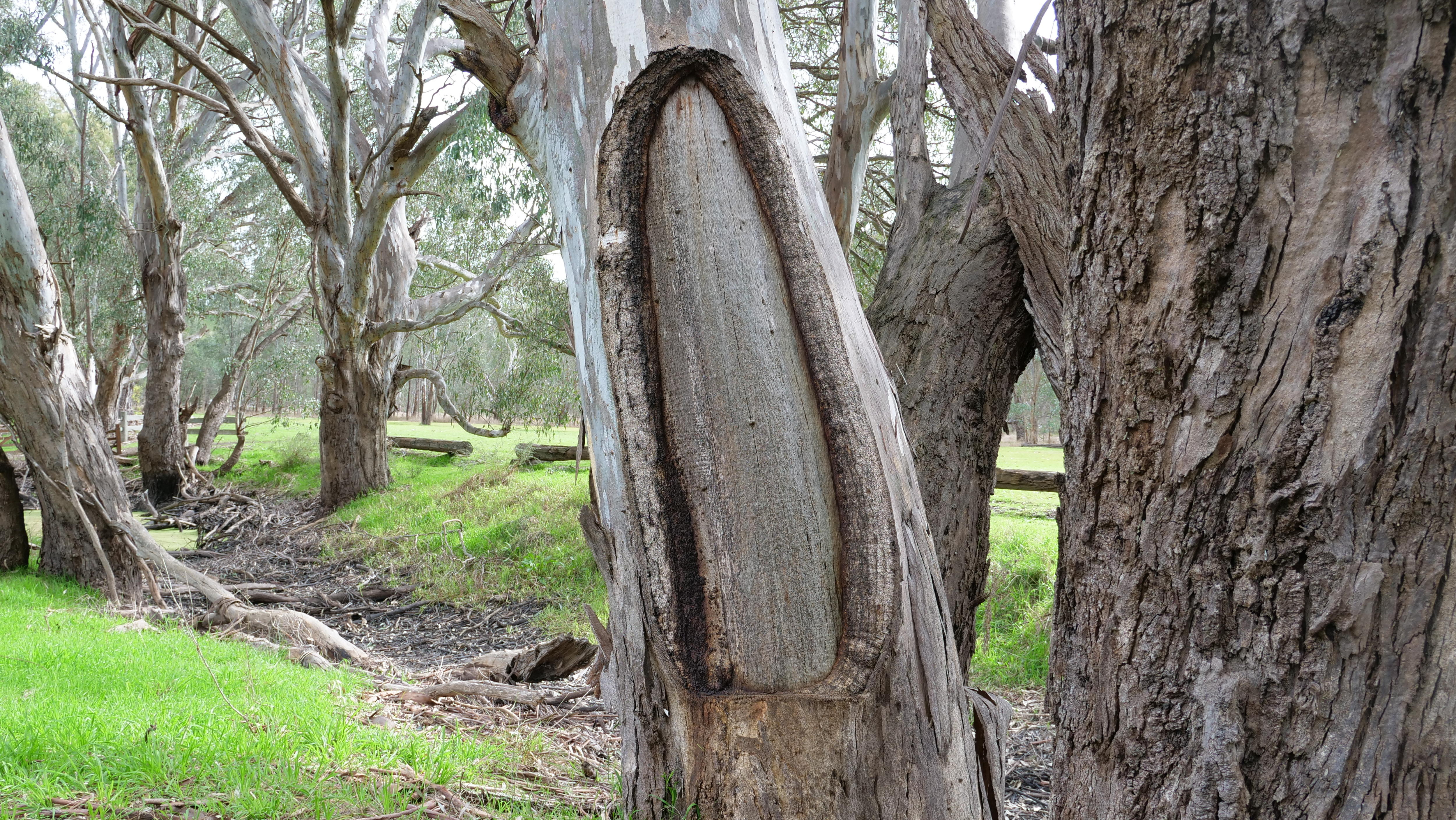 Experts say Indigenous heritage laws need to branch out to more ...