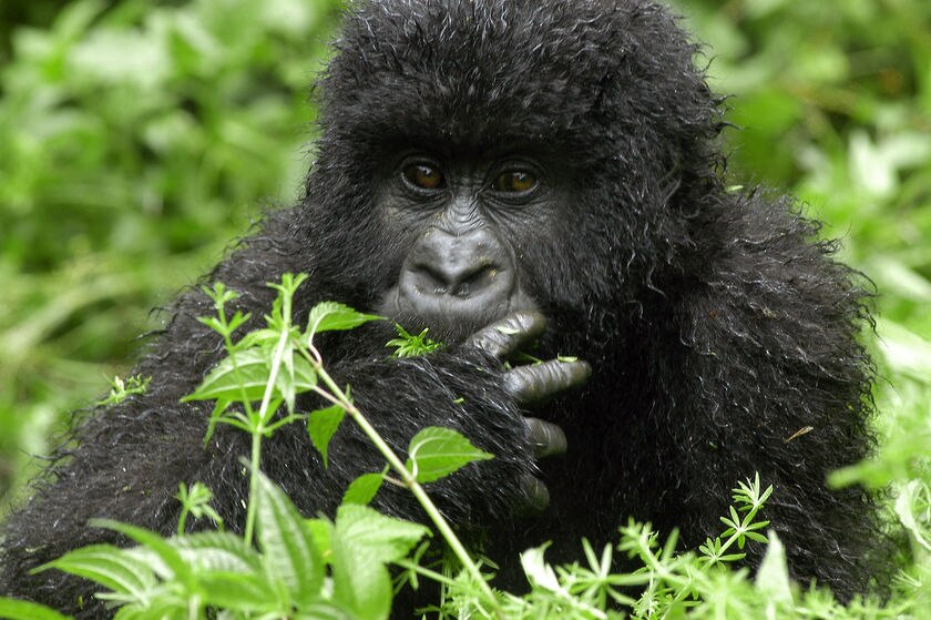 Gorilla HIV strain jumps to humans - ABC News