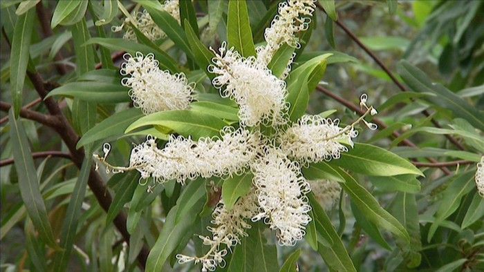 Plant Profile | Ivory Curl - Gardening Australia