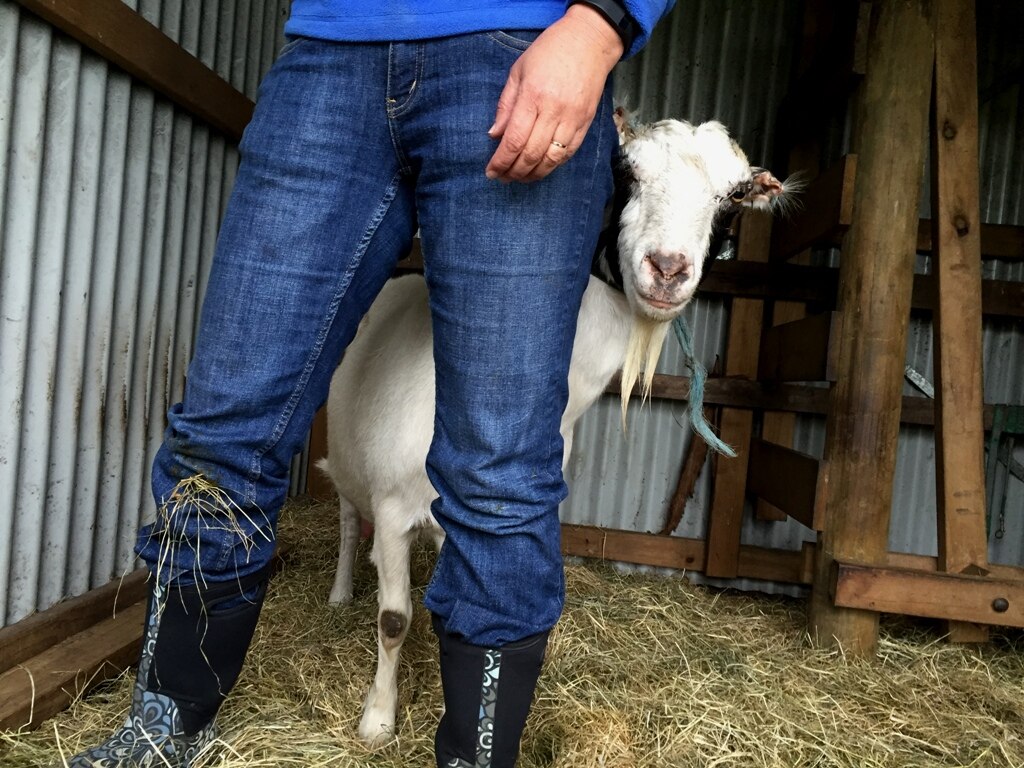 Earless nanny goat defies death as a kid, now mother of triplets - ABC News