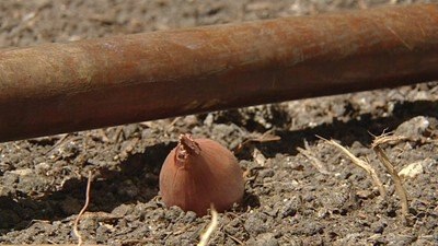 Top Tip | Leeks - Gardening Australia