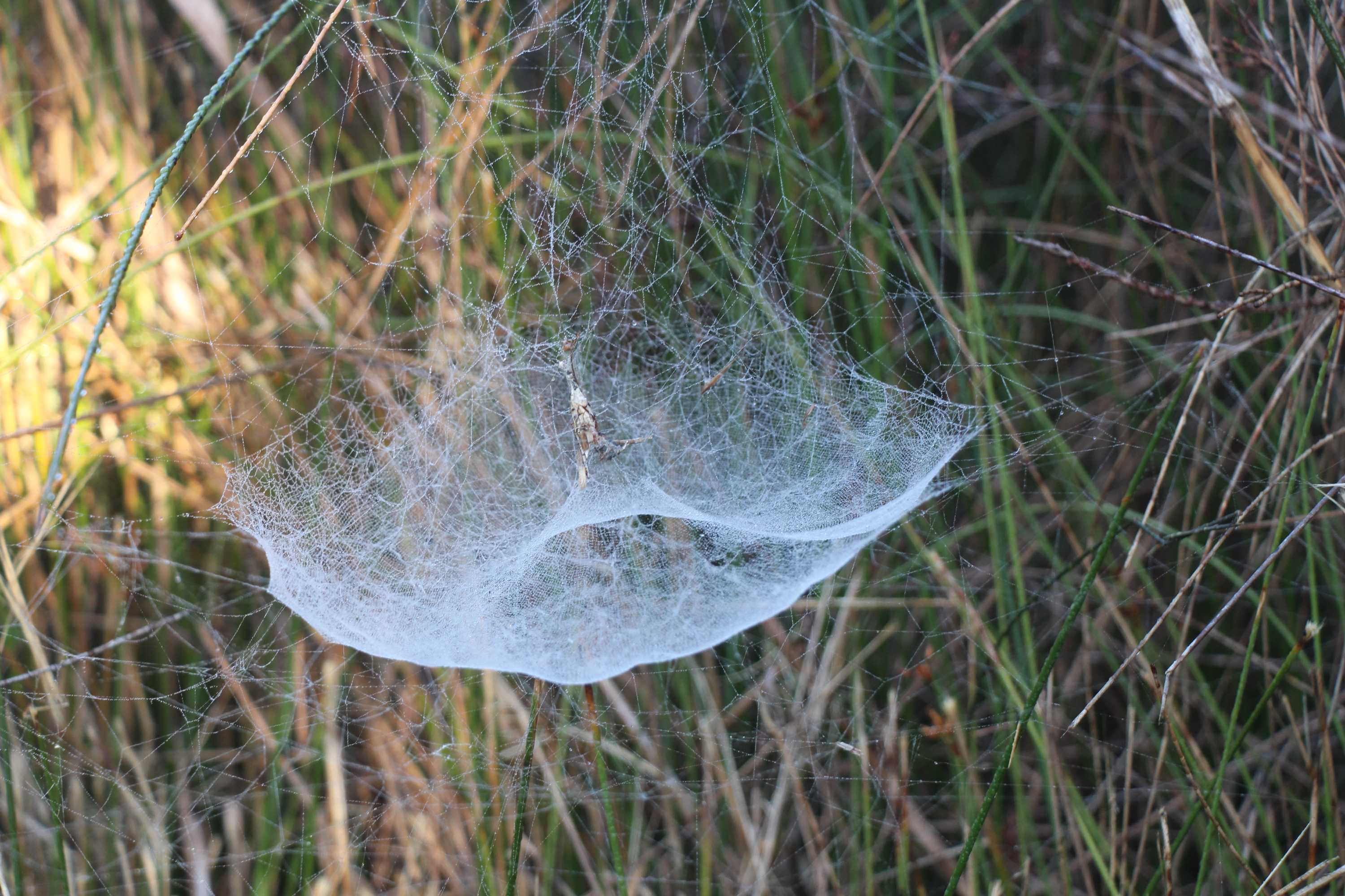 Spider webs providing scientists with new way of learning about ...