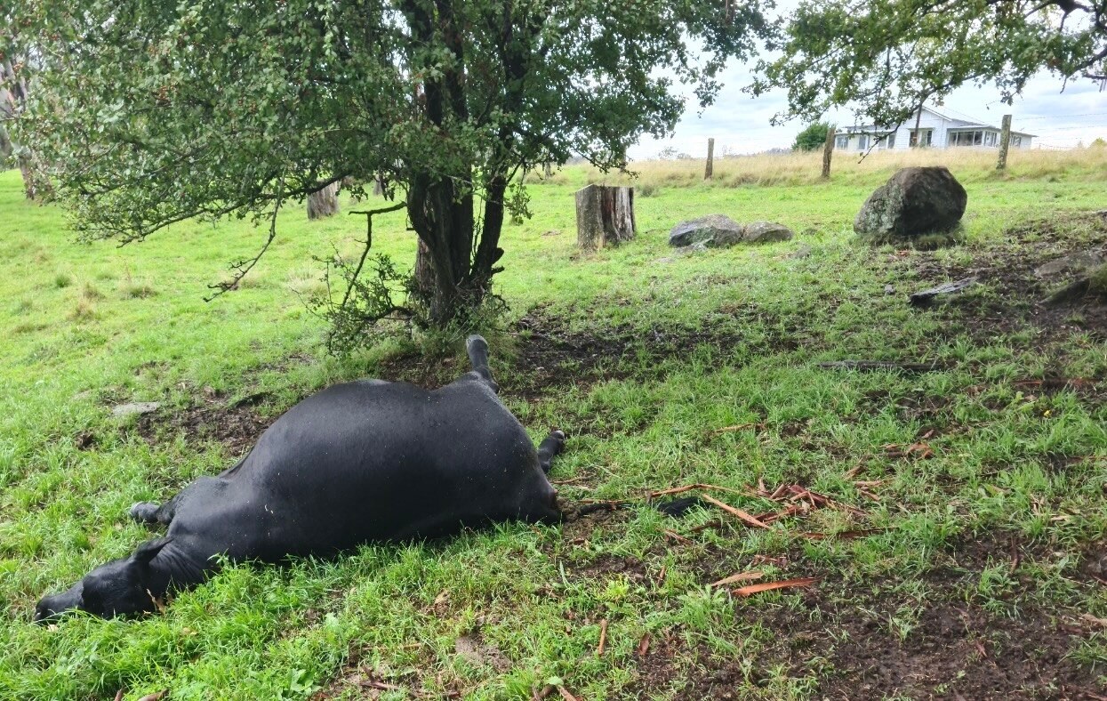 Angus cattle killed by lightning strike on Tenterfield farm - ABC News